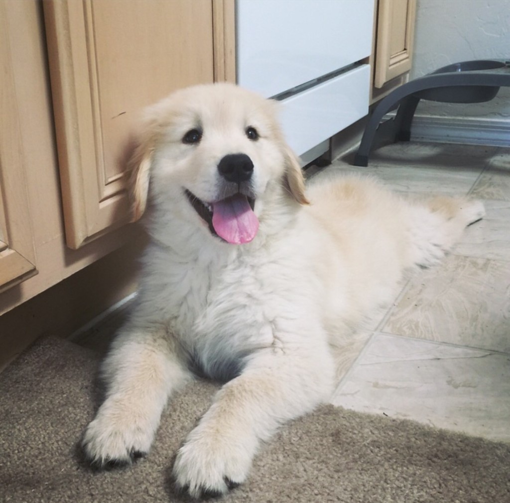Gallery – Golden Angels Kennels