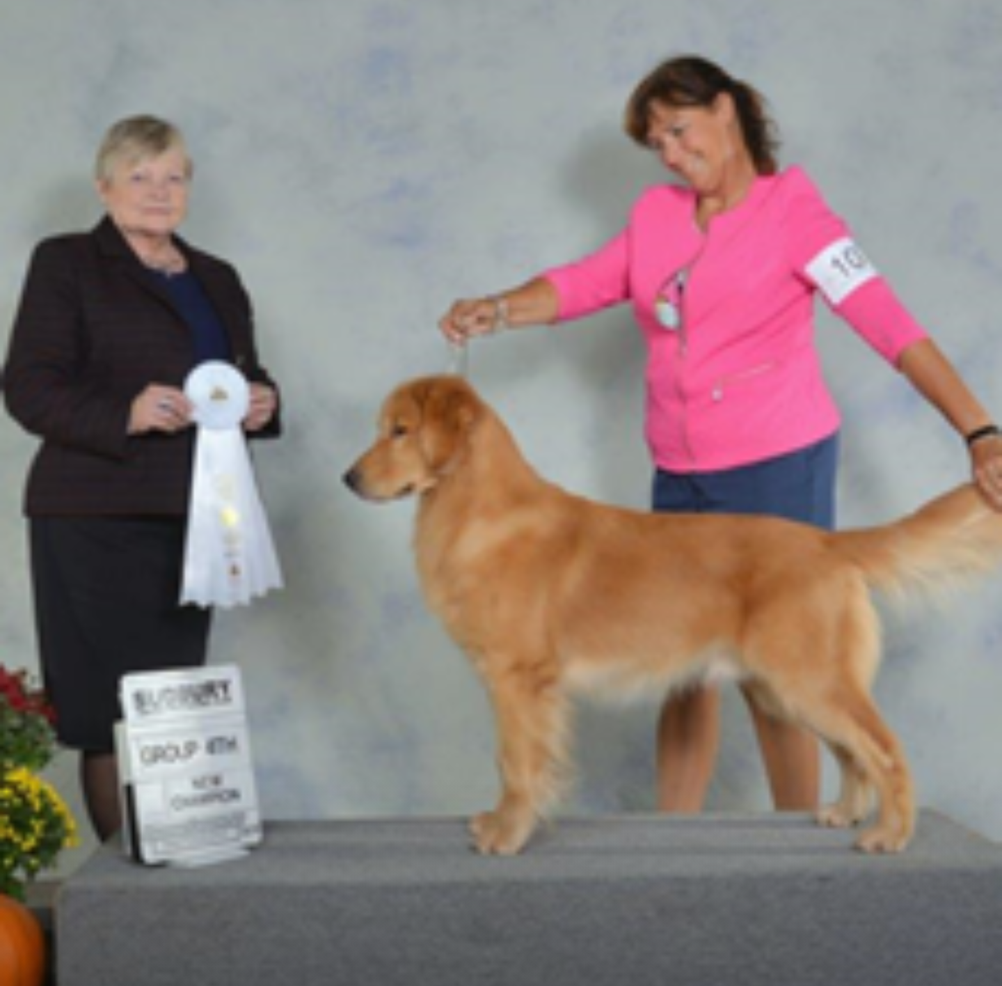Roni – Golden Angels Kennels
