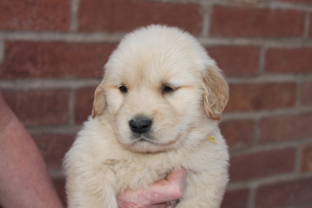 Gallery – Golden Angels Kennels