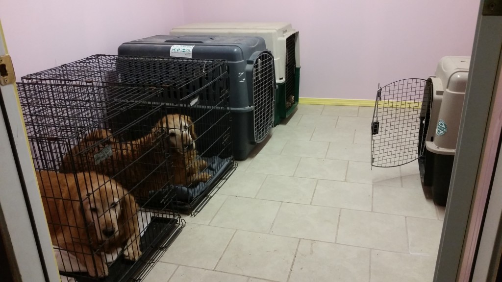 Our Facilities – Golden Angels Kennels