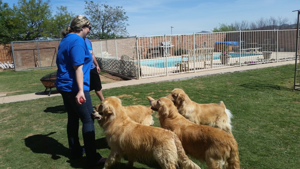 Our Facilities – Golden Angels Kennels