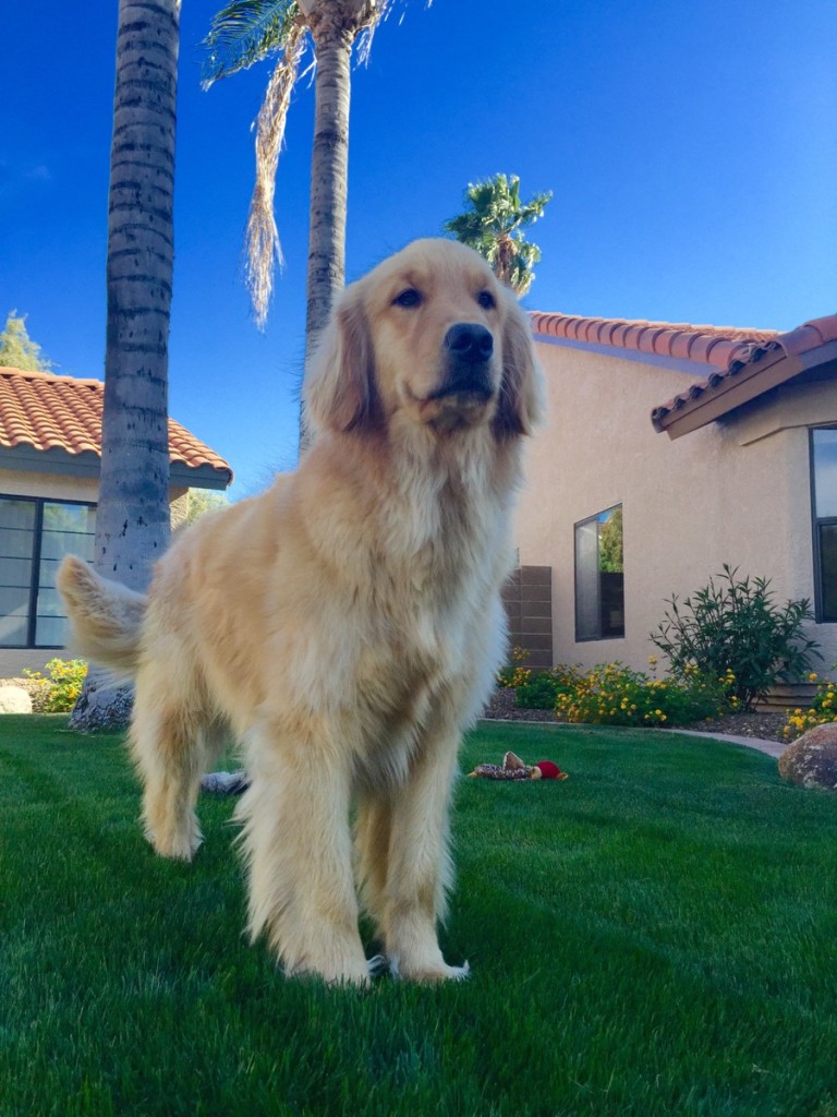 Gallery – Golden Angels Kennels
