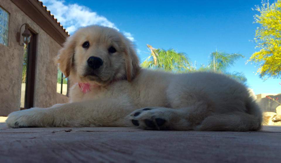 Gallery – Golden Angels Kennels
