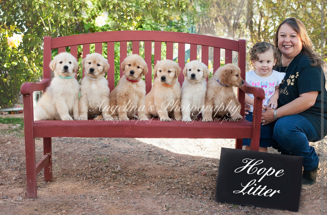 Puppies – Golden Angels Kennels