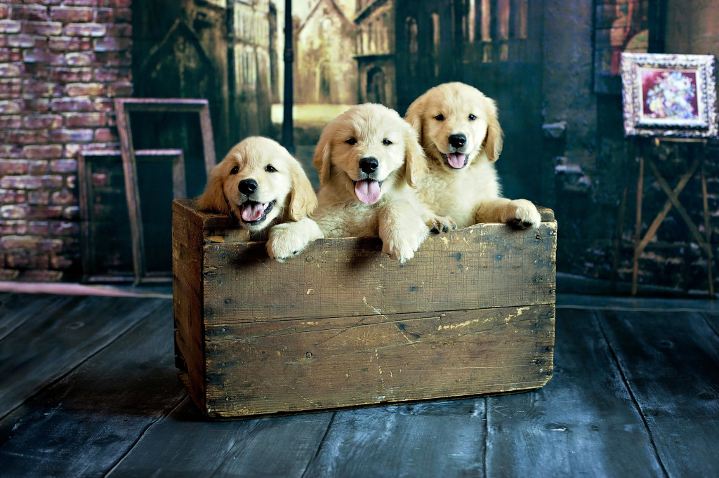 Gallery – Golden Angels Kennels