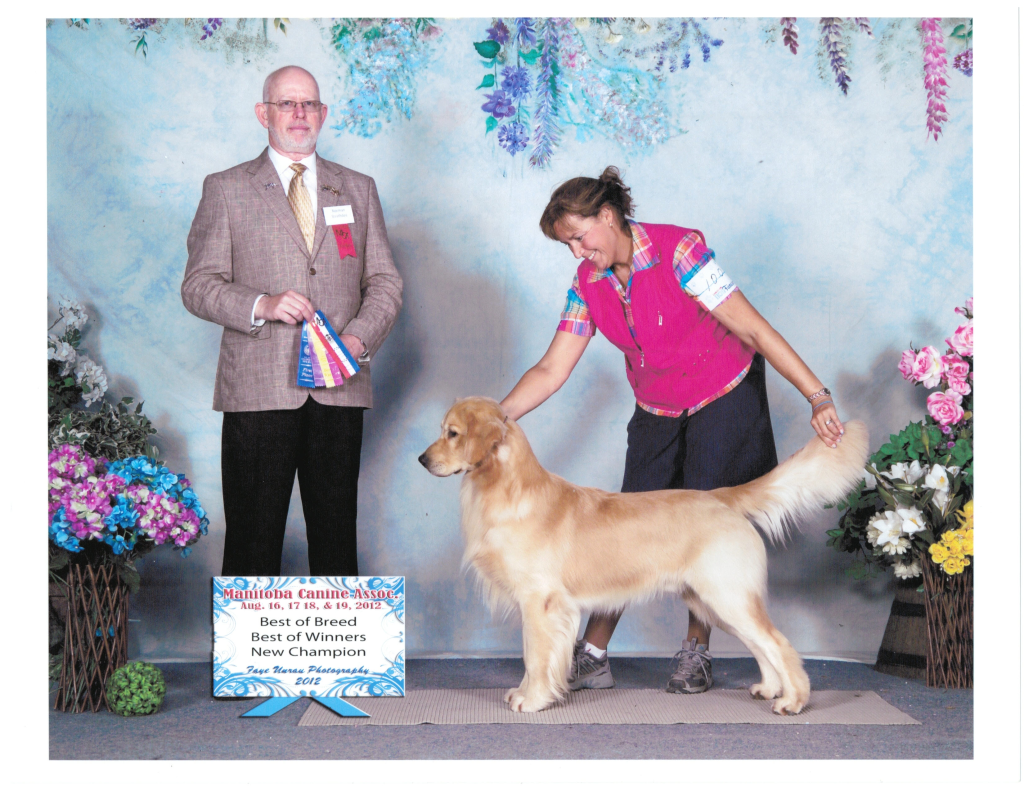 Packer – Golden Angels Kennels