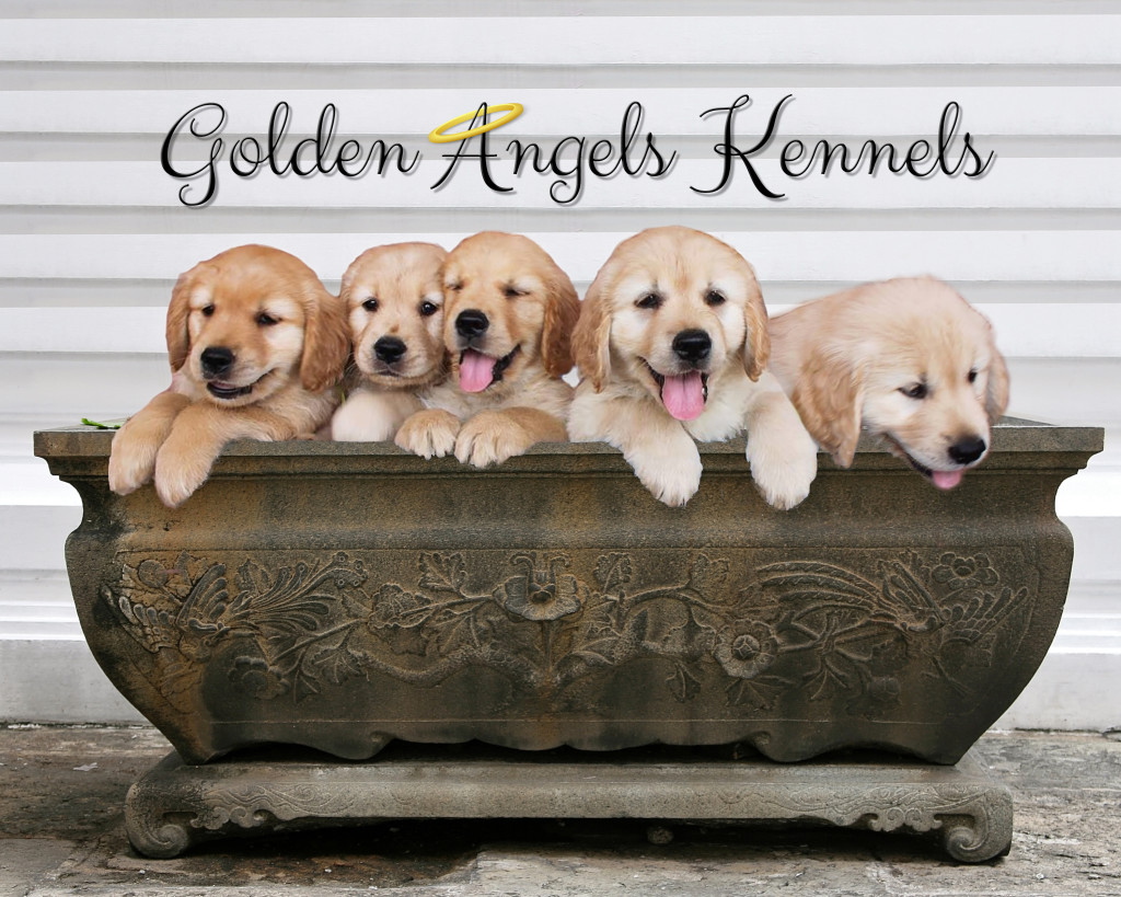 Golden Angels Kennels – Golden Retrievers, Arizona