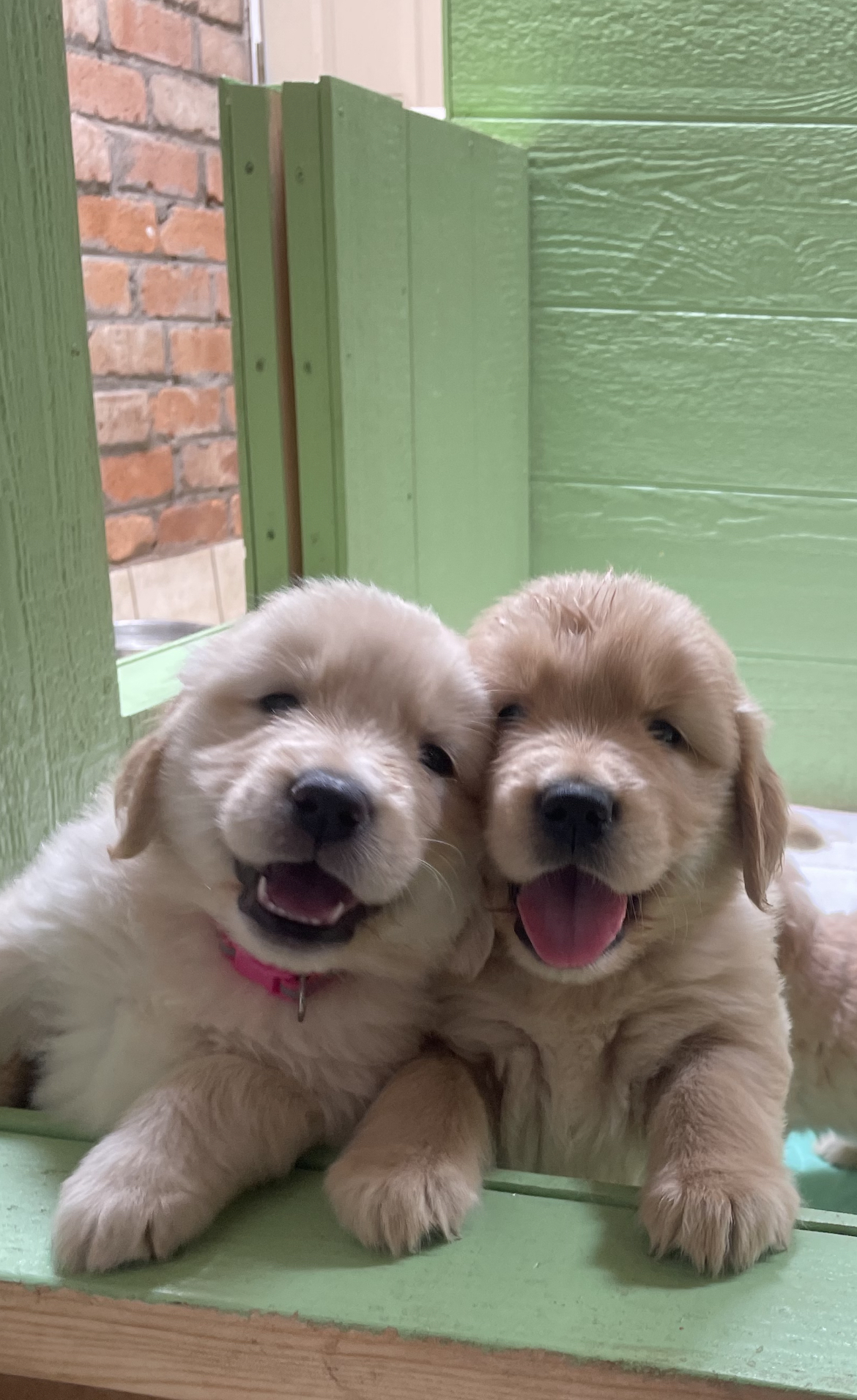 Puppies – Golden Angels Kennels