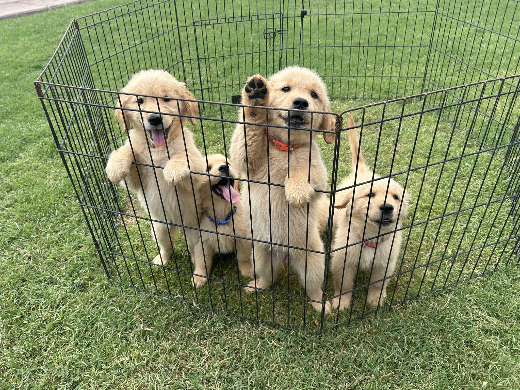 Golden Angels Kennels – Golden Retrievers, Arizona
