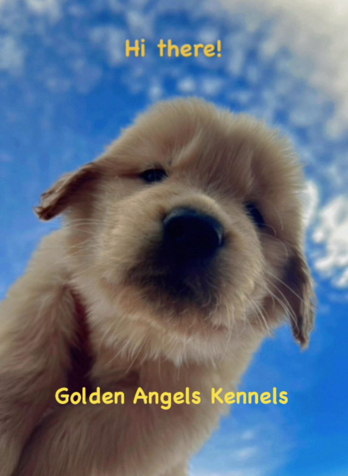 Golden Angels Kennels – Golden Retrievers, Arizona