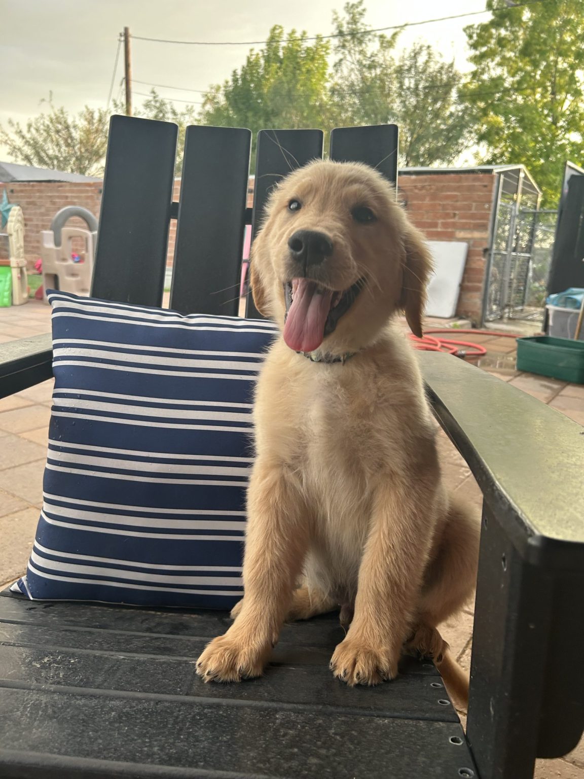 Golden Angels Kennels – Golden Retrievers, Arizona